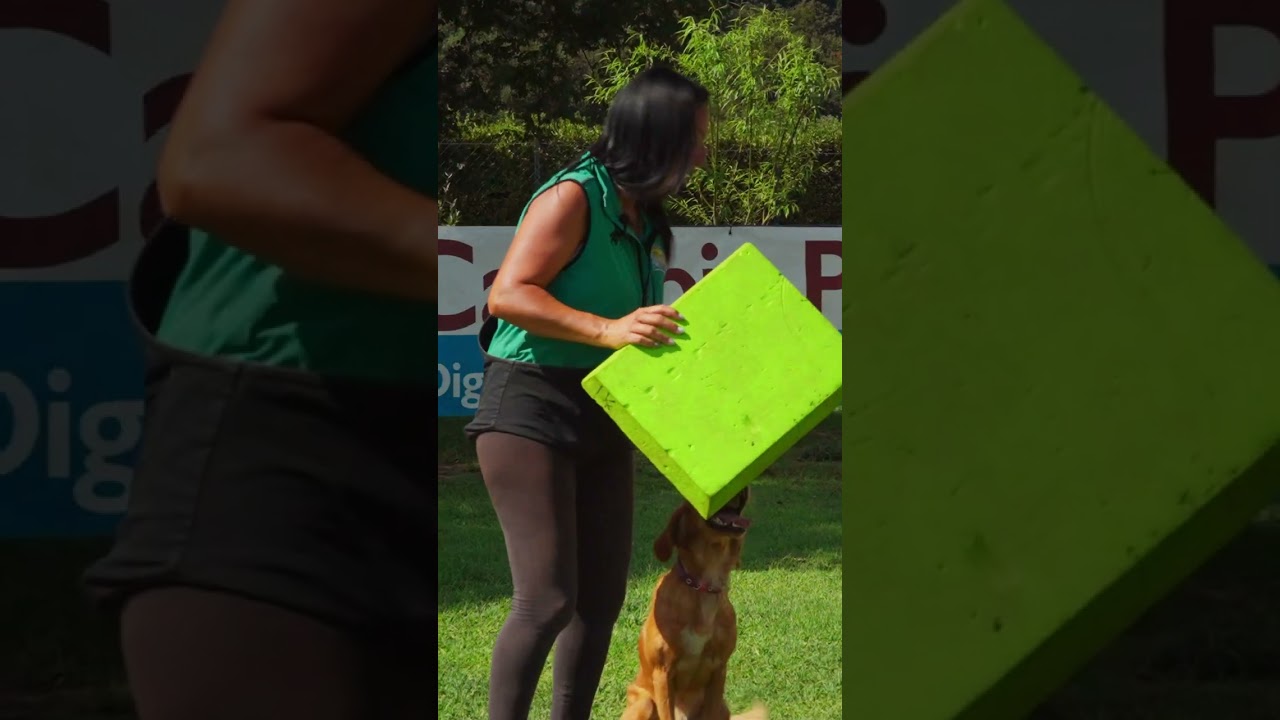 Obedience - Parte #5 • NutraPet.vet