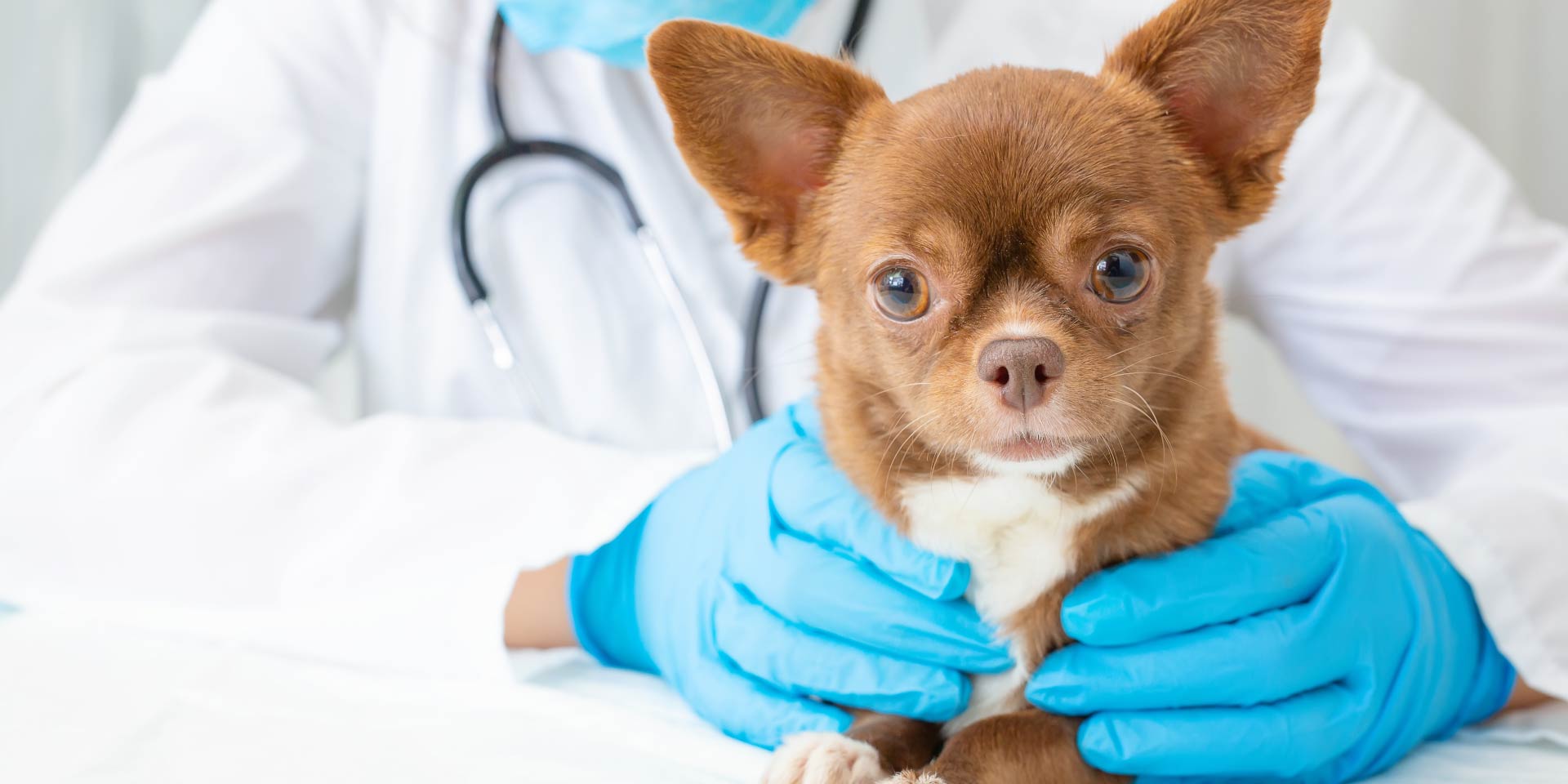 Medial patellar luxation in the dog: diagnostic-therapeutic phase Medial patellar luxation in the dog: diagnostic-therapeutic phase