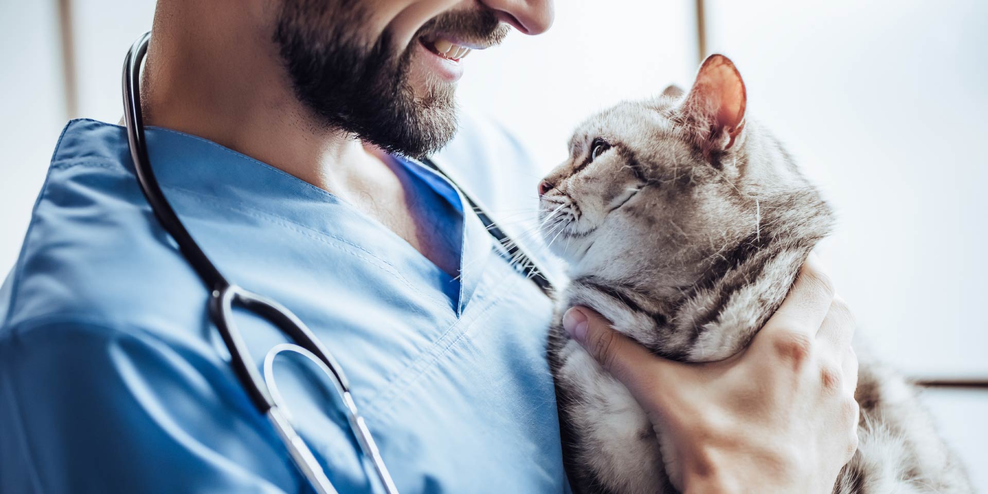 Feline chronic gingivostomatitis: oral microbiota in the dock