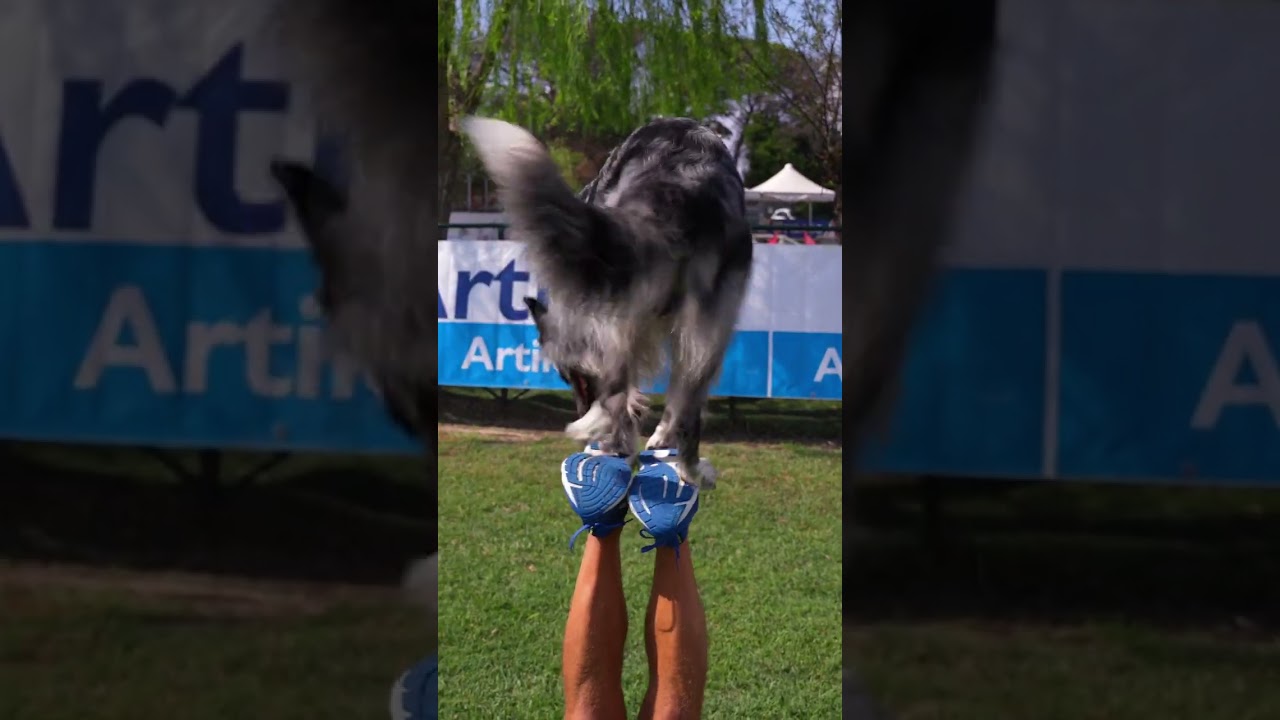 Dog Dance - Parte #3 • NutraPet.vet