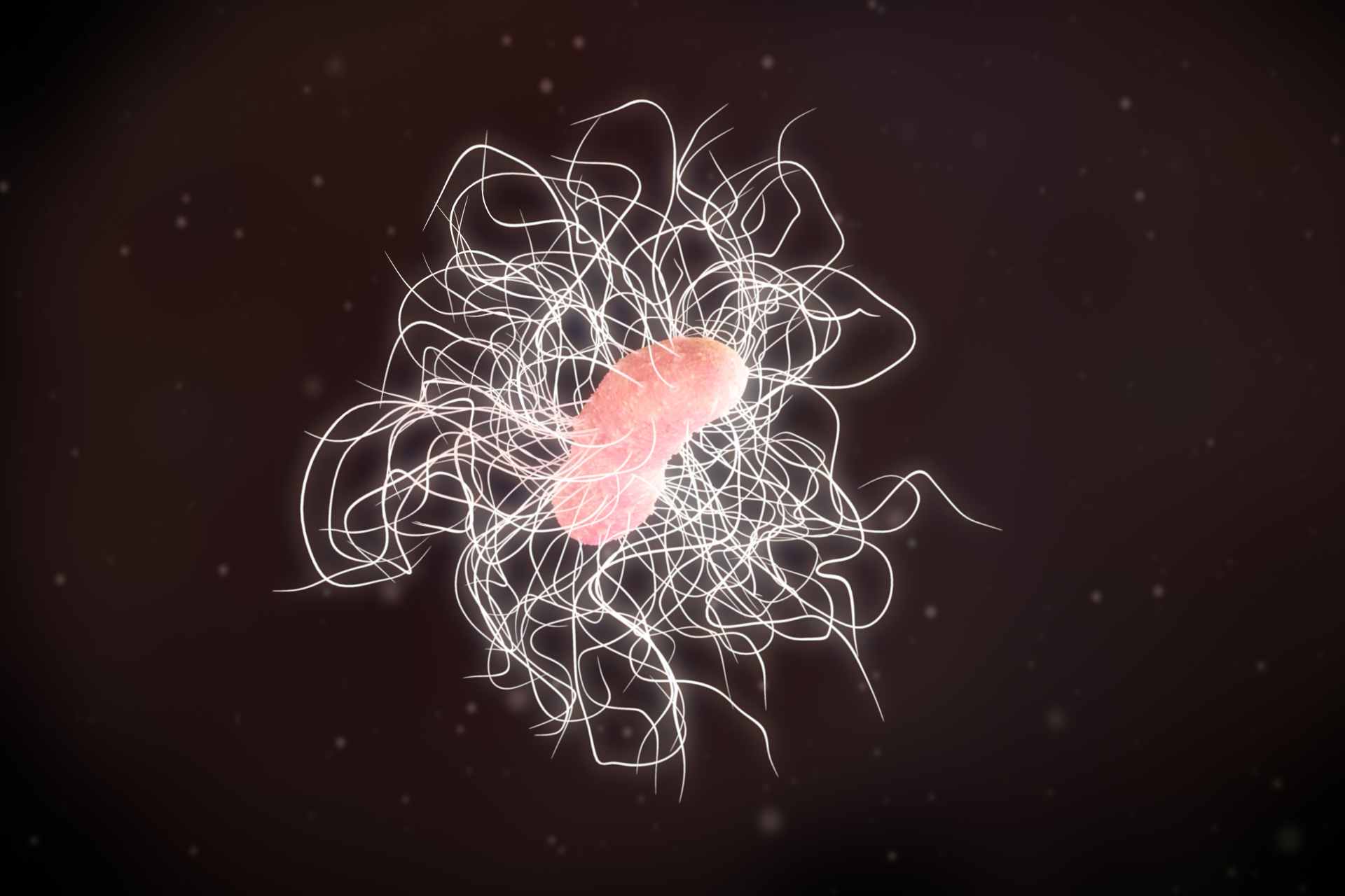 Isolamento di C. difficile in cani con problemi digestivi e ...