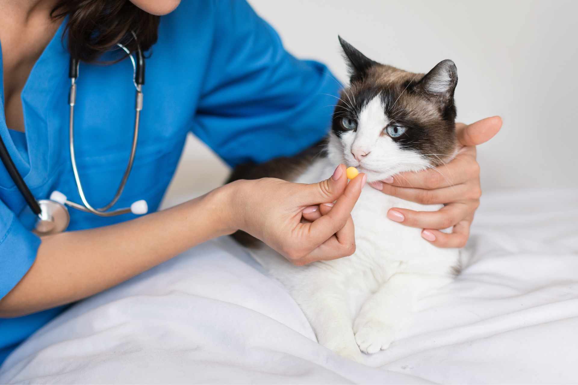 Probiotics in the veterinary world: state of the art and clinical applications