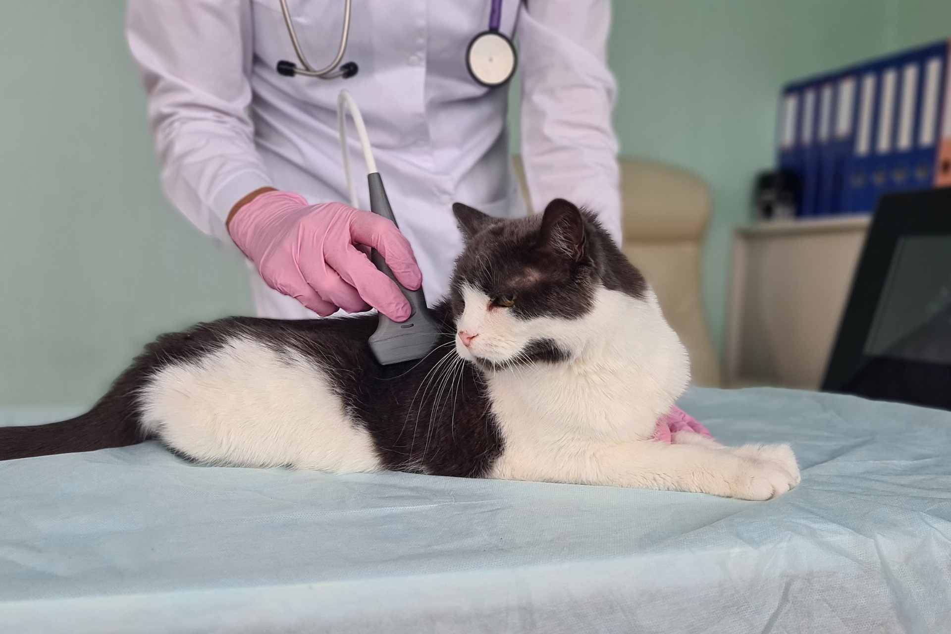 Guidelines for the diagnosis and management of acute kidney injury in ...