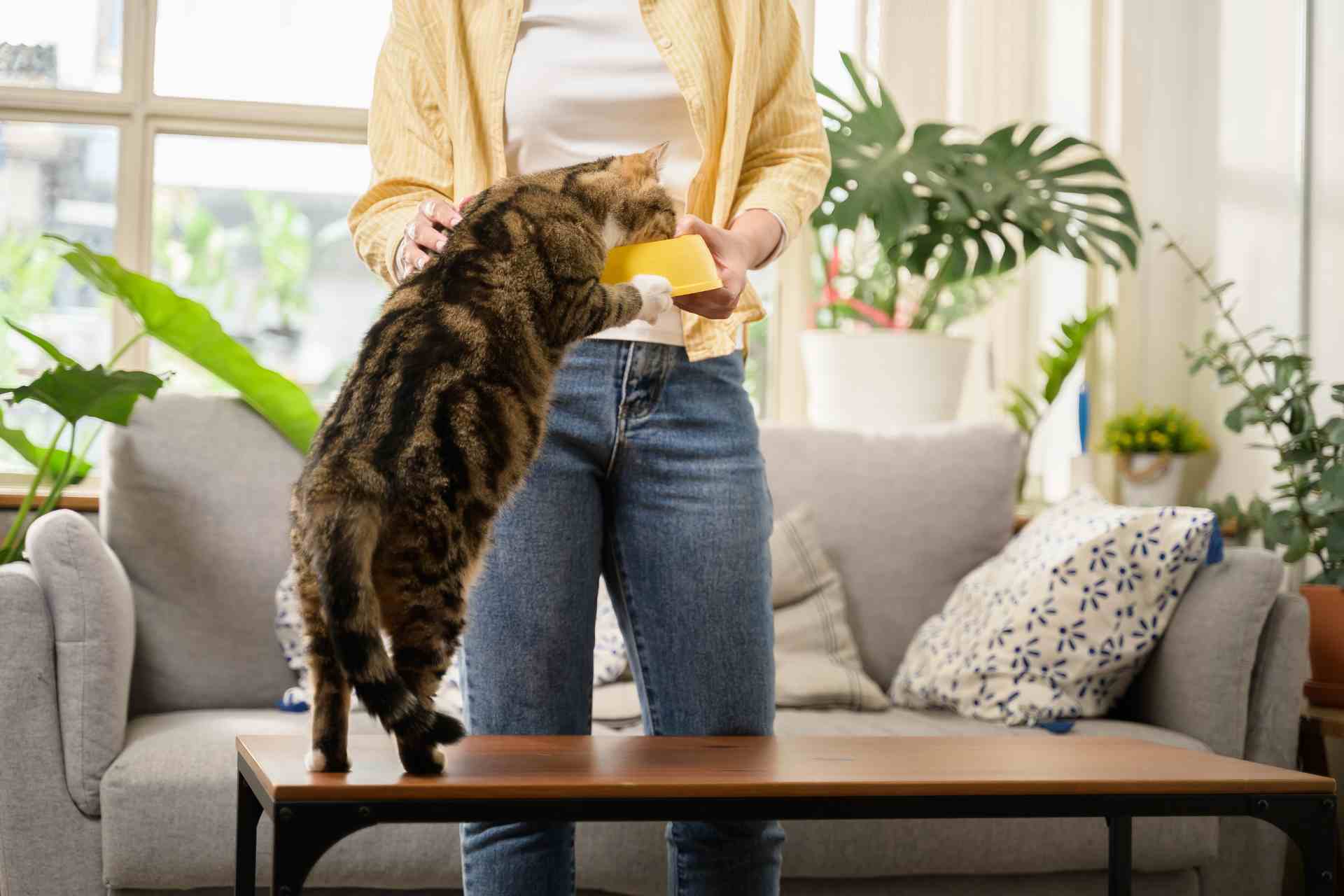 Sicurezza ed efficacia di Limosilactobacillus reuteri DSM 32264 come ...