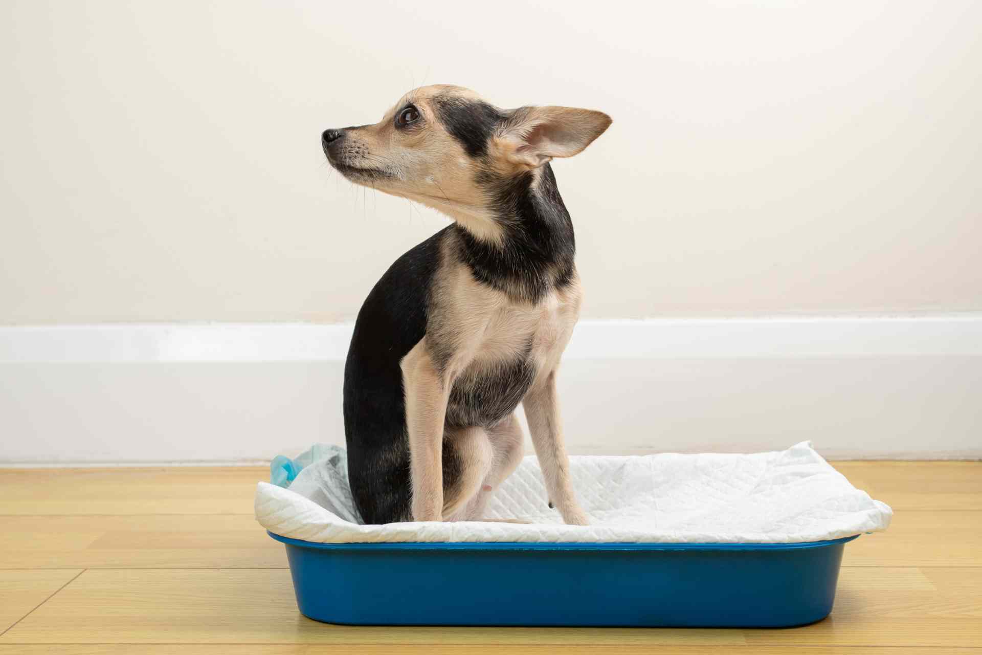 Guidelines for the diagnosis and management of acute kidney injury in ...